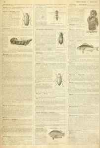 Entomology Dictionary Page Roycycled Paper – Lily's Urban Home